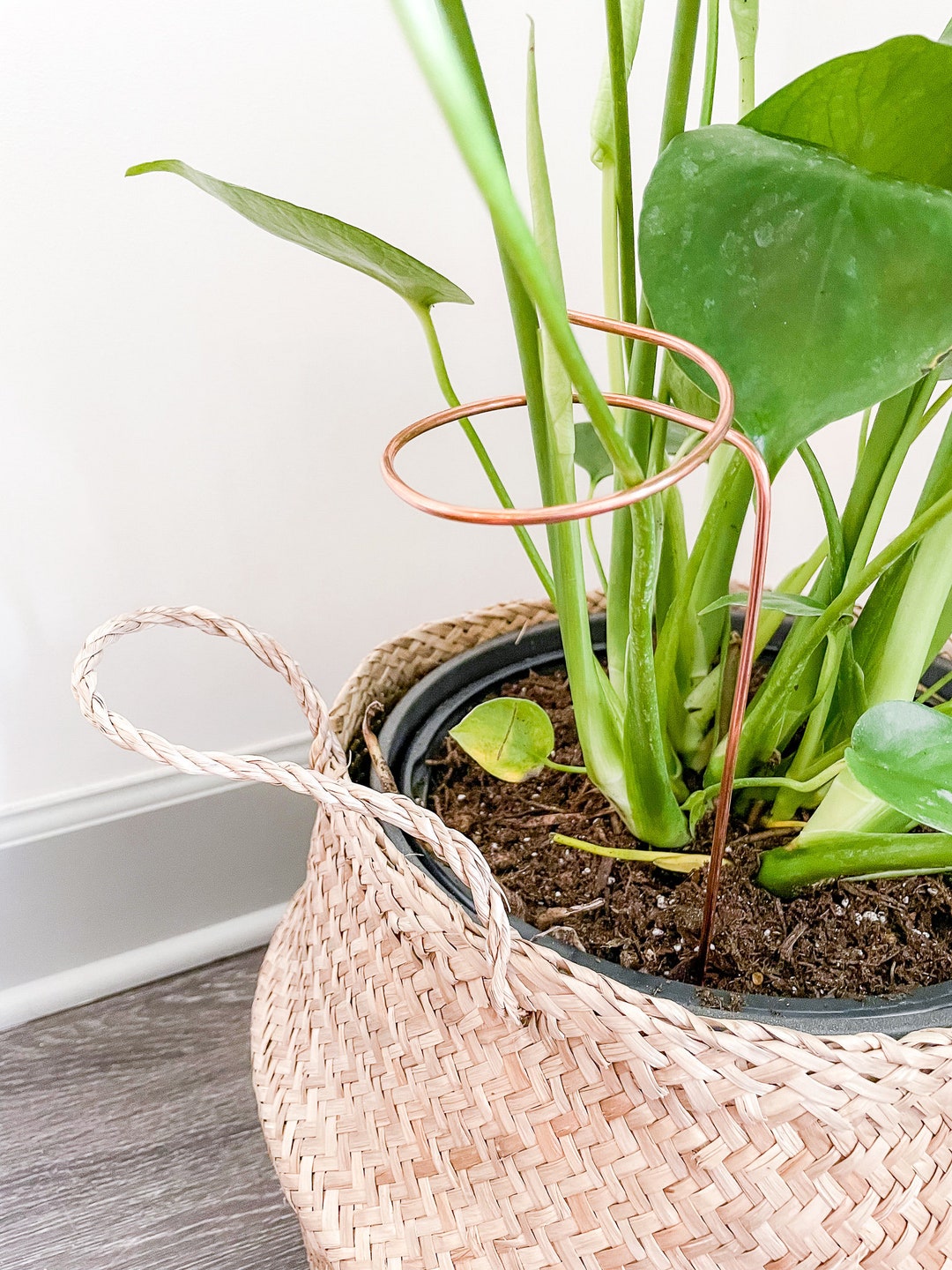 Copper Loop Plant Trellis for Climbing Plants, Added Support for Indoor ...