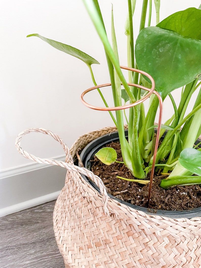 Copper Loop Plant Trellis for Climbing Plants Added Support - Etsy