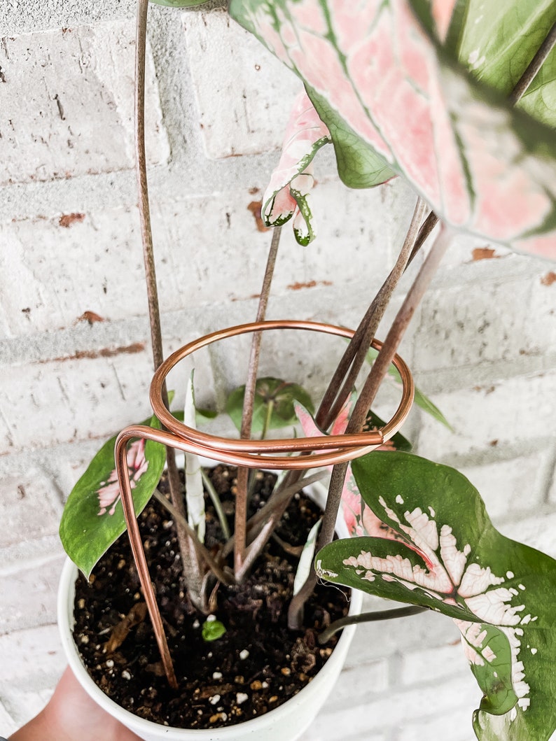 Copper Loop Plant Trellis for Climbing Plants Added Support - Etsy UK