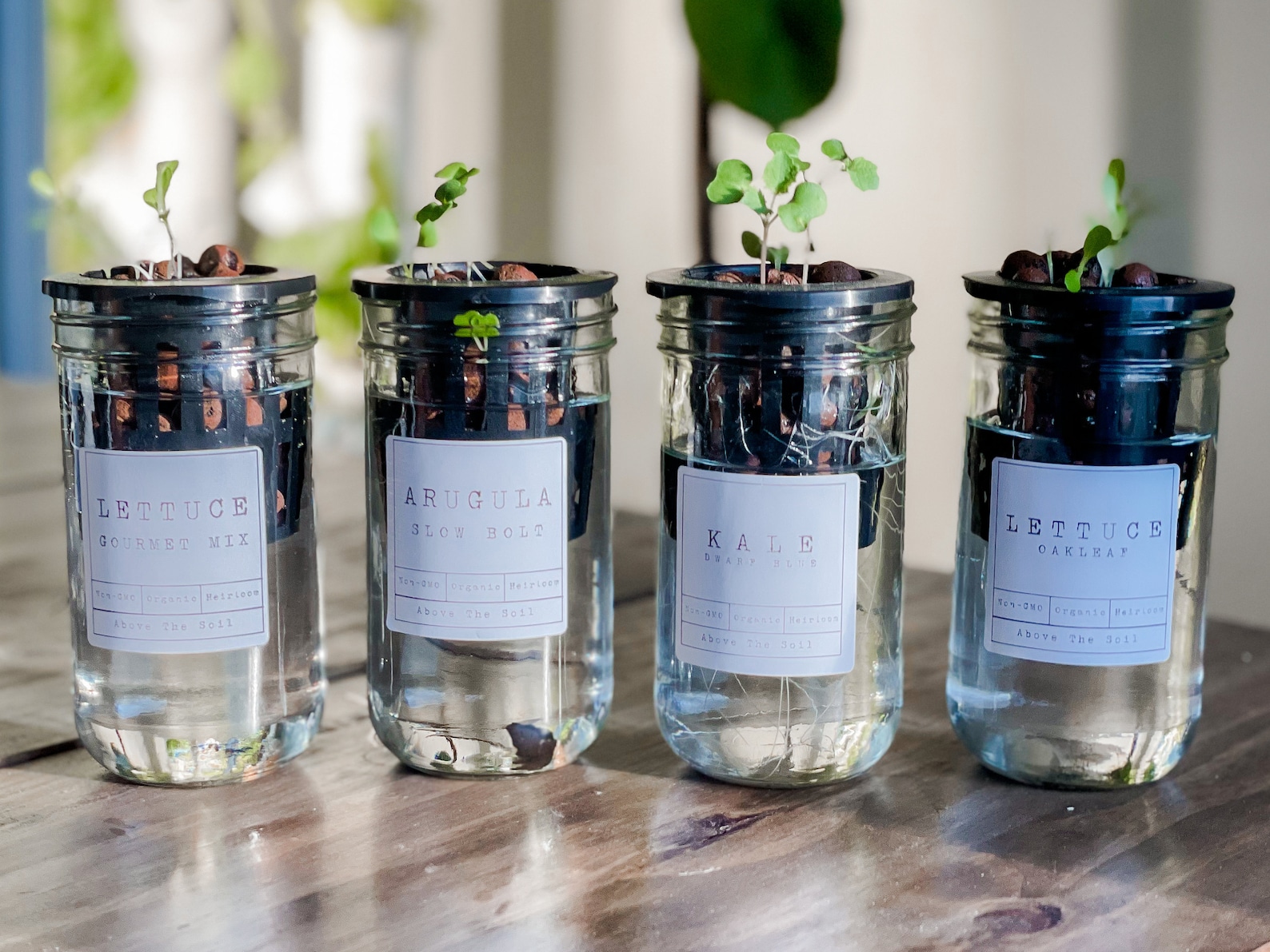 Semi Hydroponic Windowsill Garden Jar Herb Kits Grow Herbs Seeds and ...