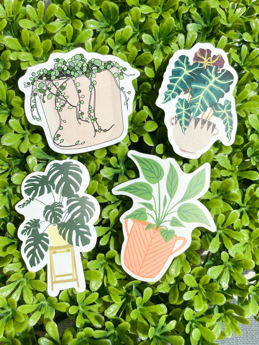 Mystery Plant Sticker 10 Bundle Pack Macrame Plant Hanger Stickers ...