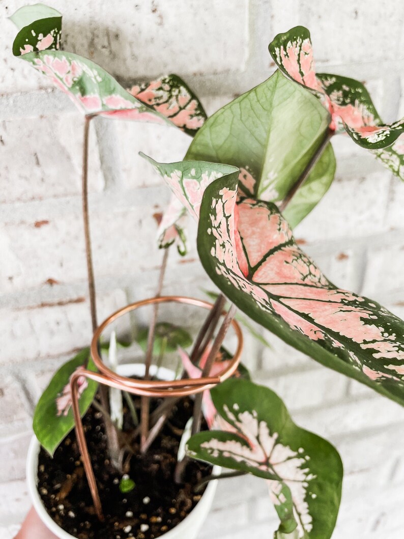 Copper Loop Plant Trellis for Climbing Plants Added Support - Etsy