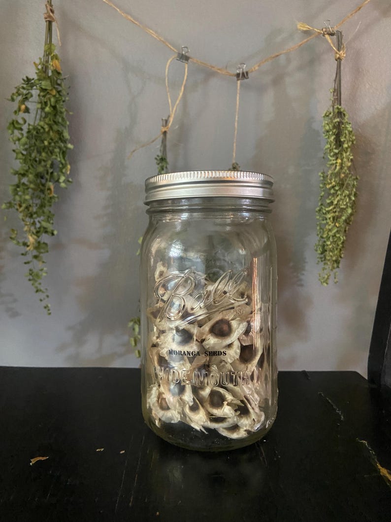 Moringa Pods - Organic Superfood for Health & Wellness | Nutrient-rich ...