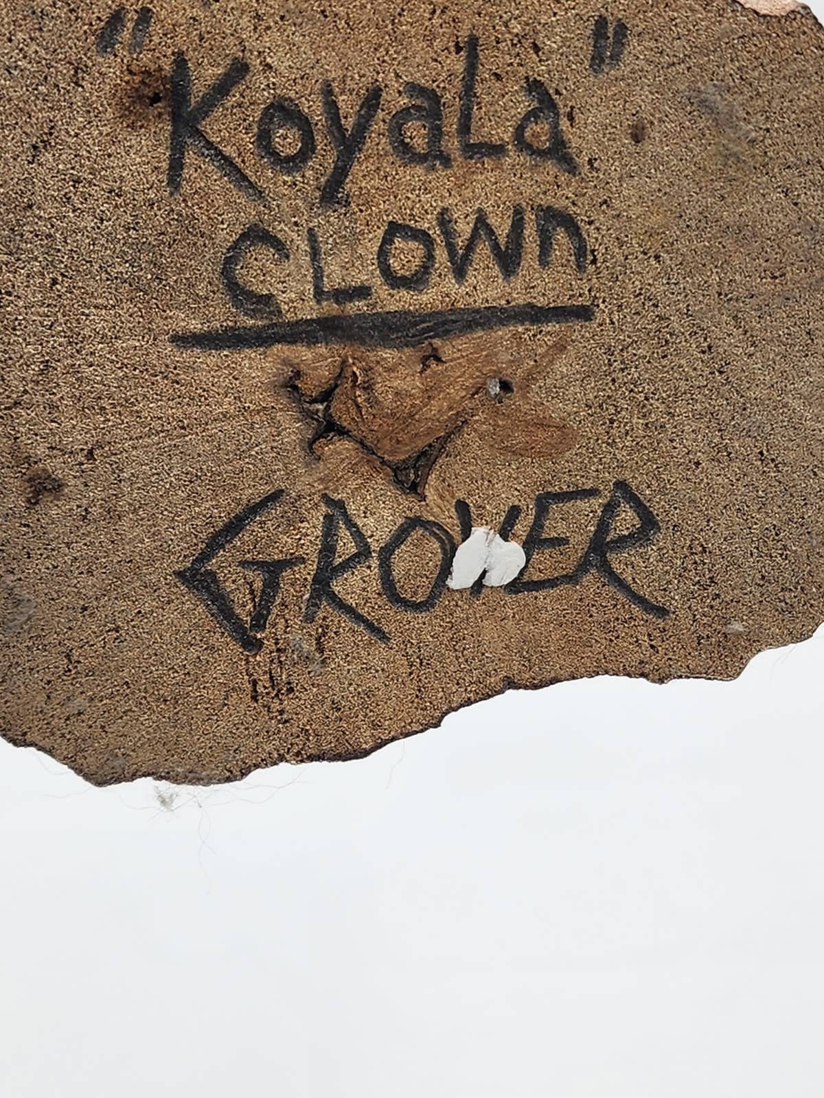 Kachina Doll Hopi Clown Watermelon Signed Grover Native American ...