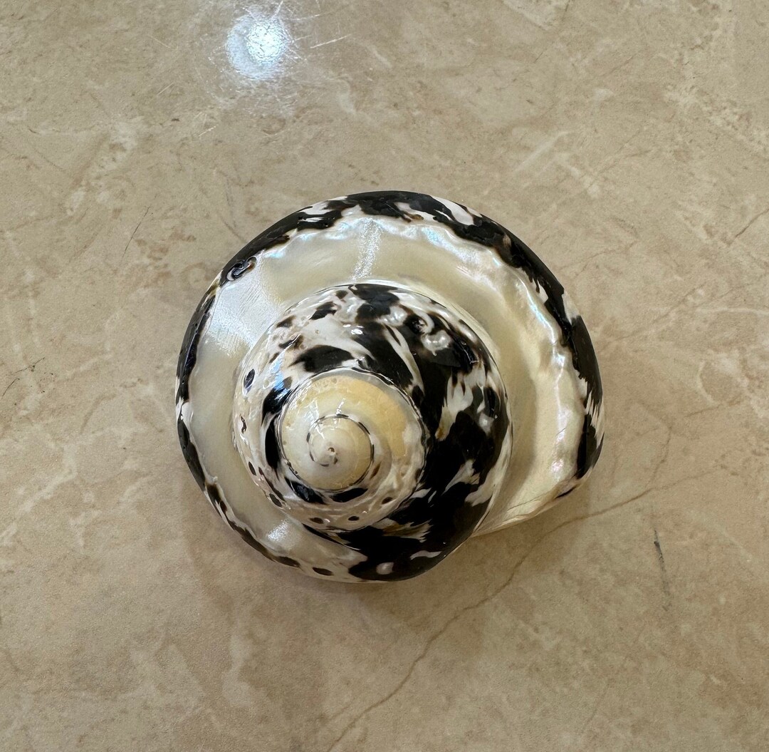 Large Striped Pica Turbo 3.8cm - Etsy