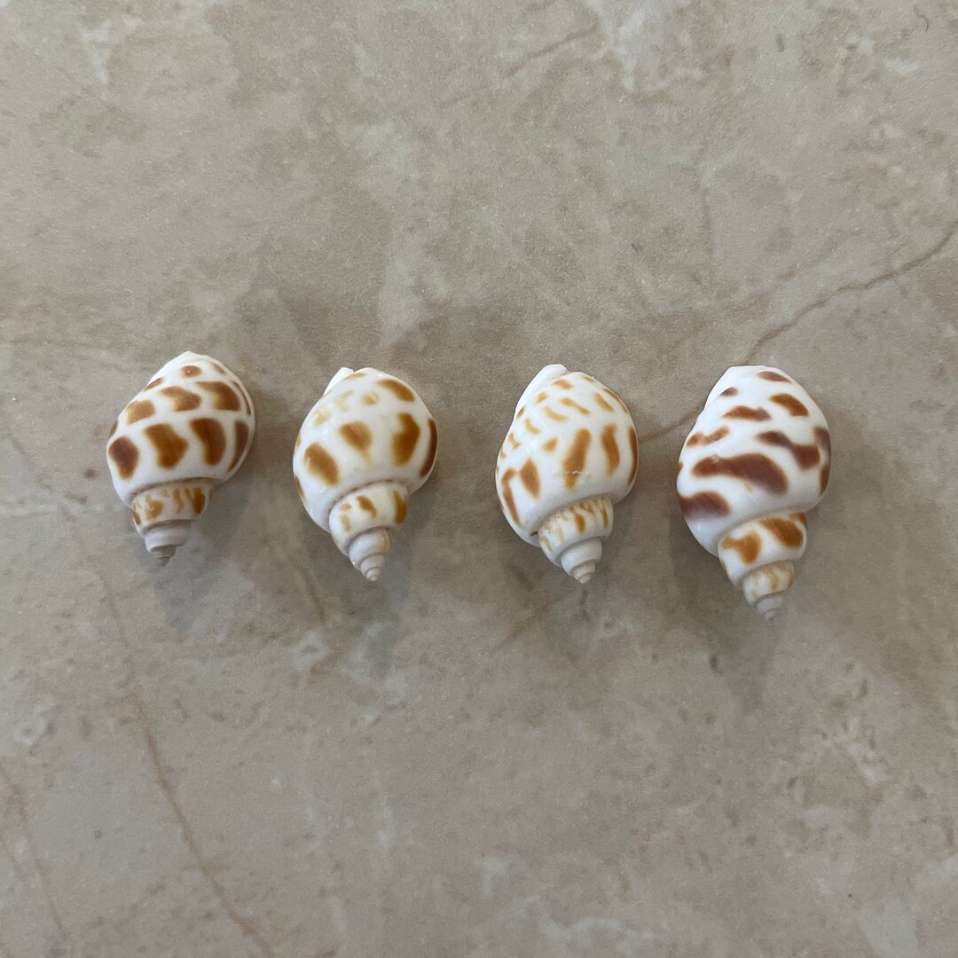 Tiny Babylonia Whelk Shells 4 0.8 1cm - Etsy Australia
