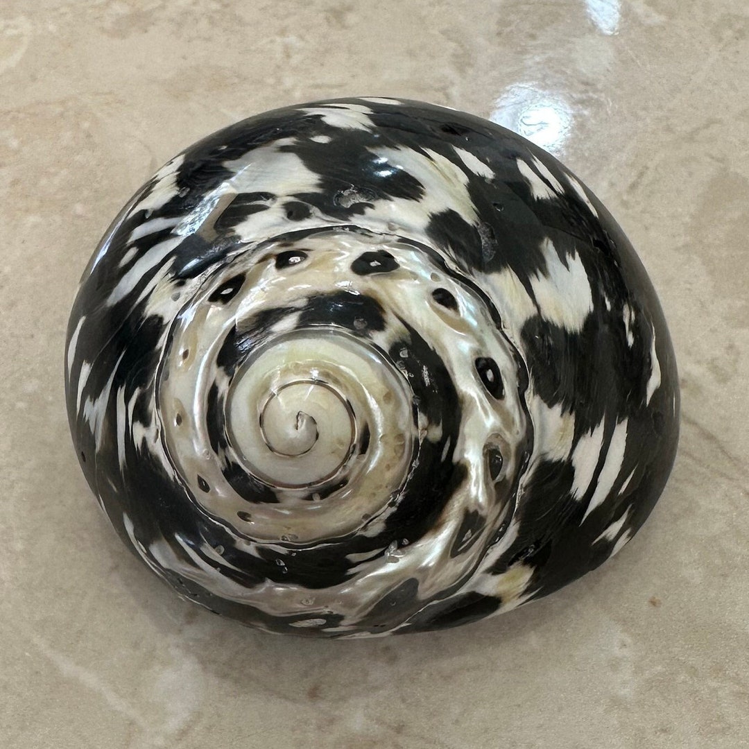 Large Pica Turbo 3.2cm - Etsy Australia