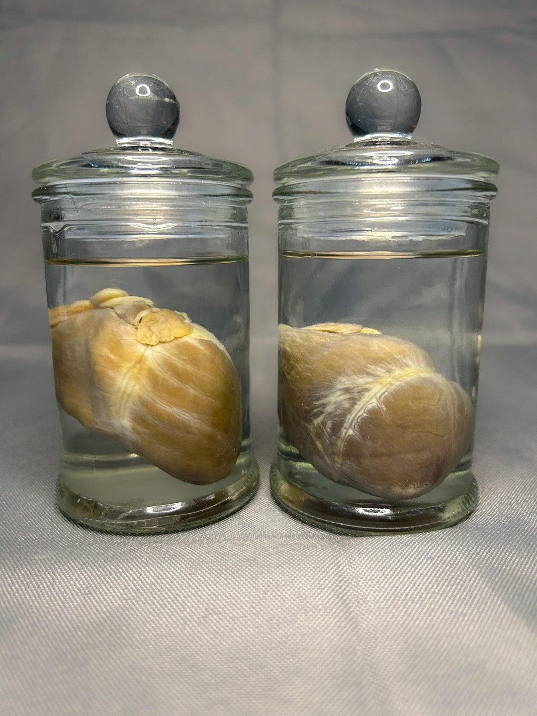 Red Fox Heart Wet Specimen, Mini Oddities, Curiosity Jars, Weird Gifts ...