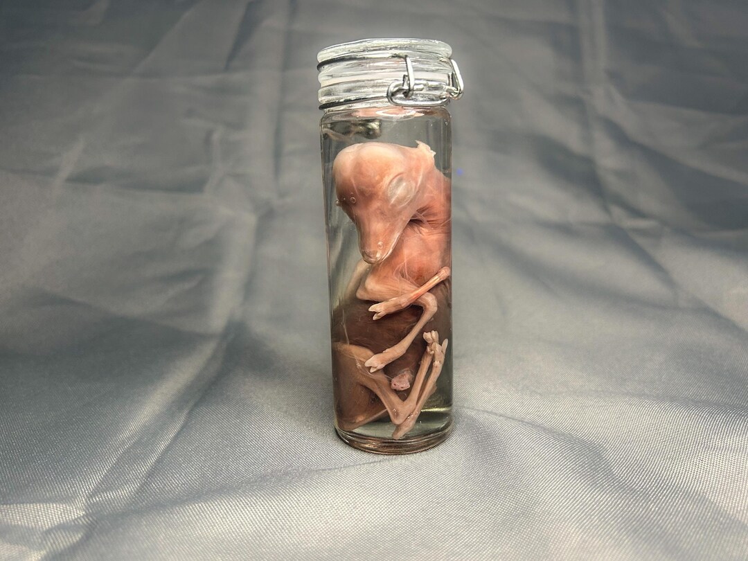 Small Fetal Whitetail Deer Wet Specimens, Mini Oddities, Curiosity Jars, Weird Gifts - Etsy