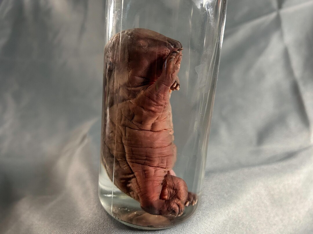 Small Fetal Beaver Wet Specimen, Mini Oddities, Curiosity Jars, Weird ...