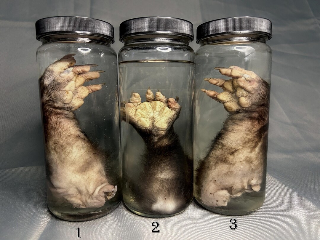 Opossum Paw Wet Specimen, Mini Oddities, Curiosity Jars, Weird Gifts ...