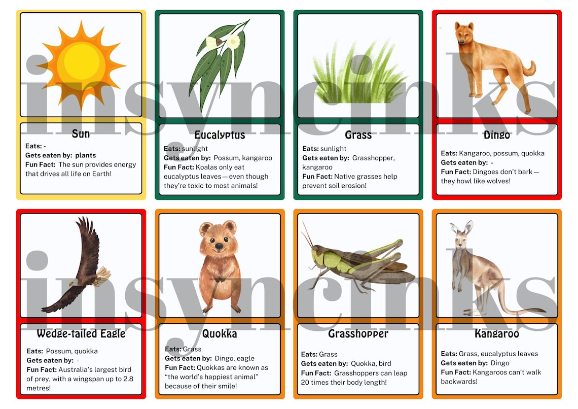Australian Food Web Cards | Printable Ecosystem Activity for Science ...