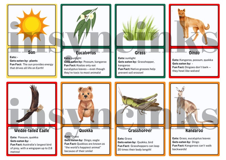 Australian Food Web Cards | Printable Ecosystem Activity for Science ...