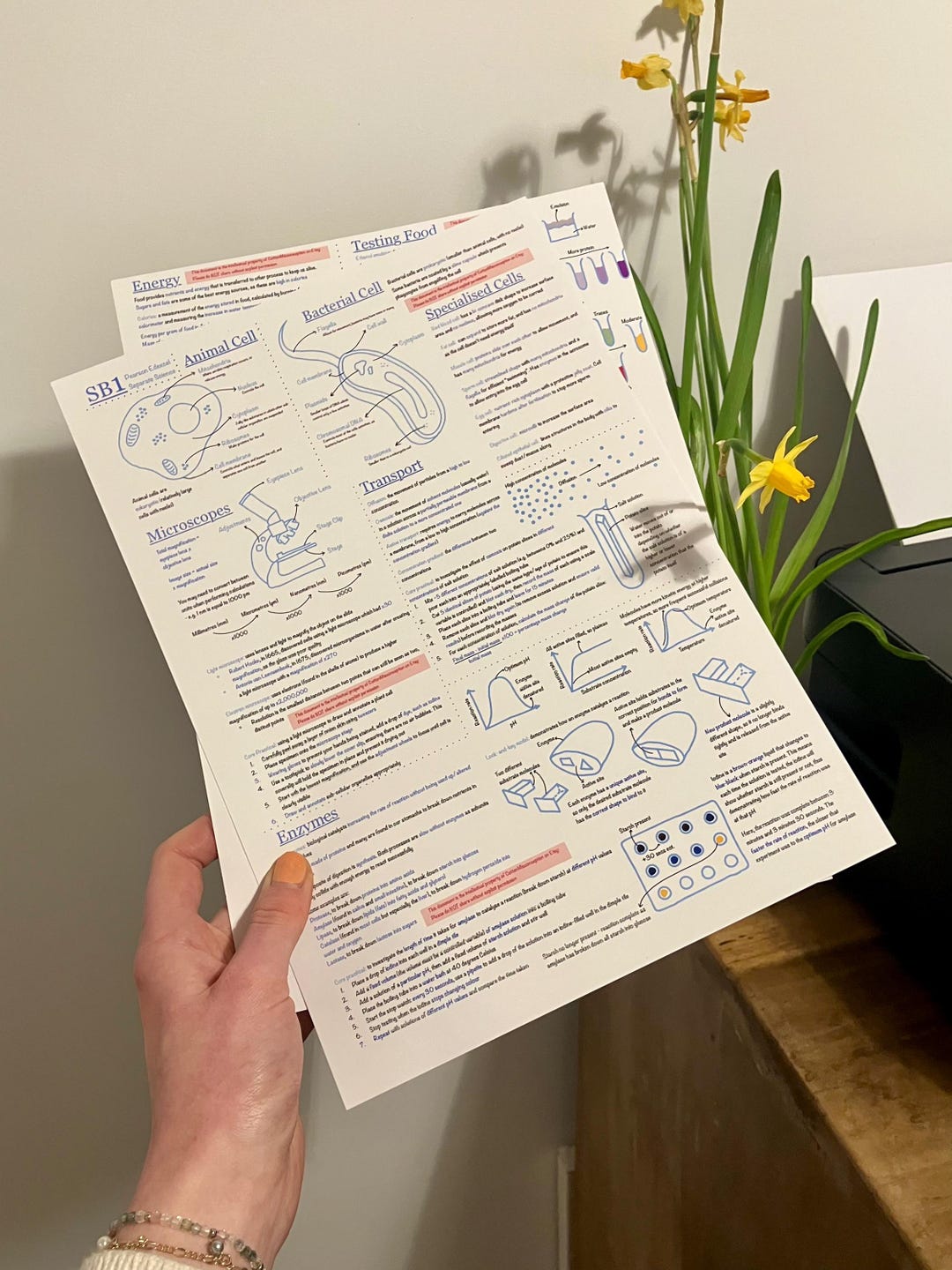 SB1 Complete Summary Sheet - GCSE Pearson Edexcel Separate Science ...