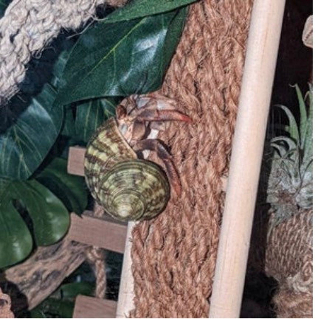 Rope/wood Climbing Ladder/bridge for Hermit Crabs Small Animals ...
