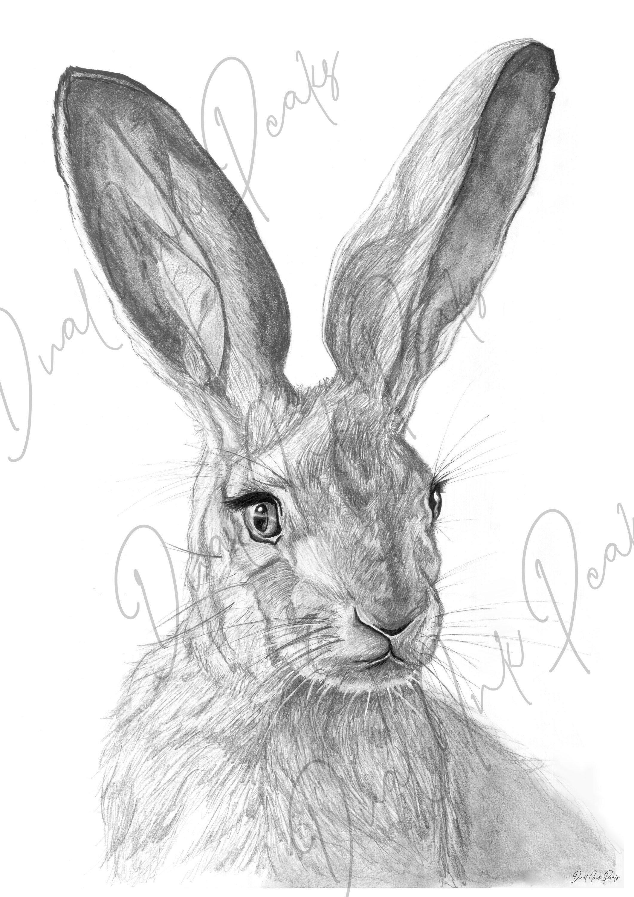 Portrait of a Wild Hare, Hand-drawn Pencil Wildlife Original Study ...
