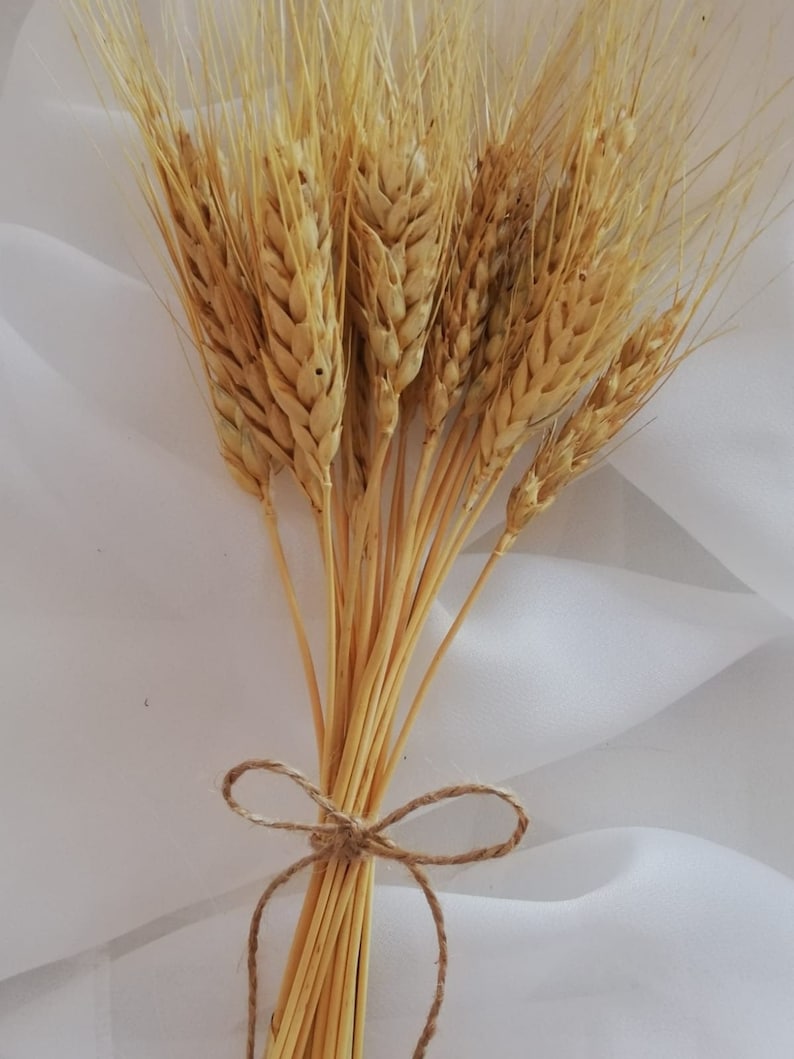 Wheat Dry Wheat Dried Flowers Dry Flowers Dried Bouquet | Etsy