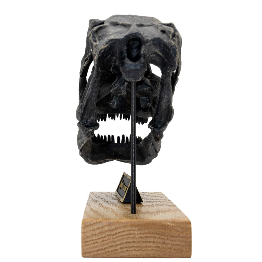 Apatosaurus brontosaurus Excelsus Scaled Skull - Etsy