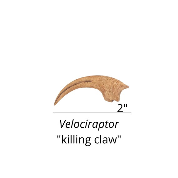 Velociraptor Killing Claw CAST - Etsy