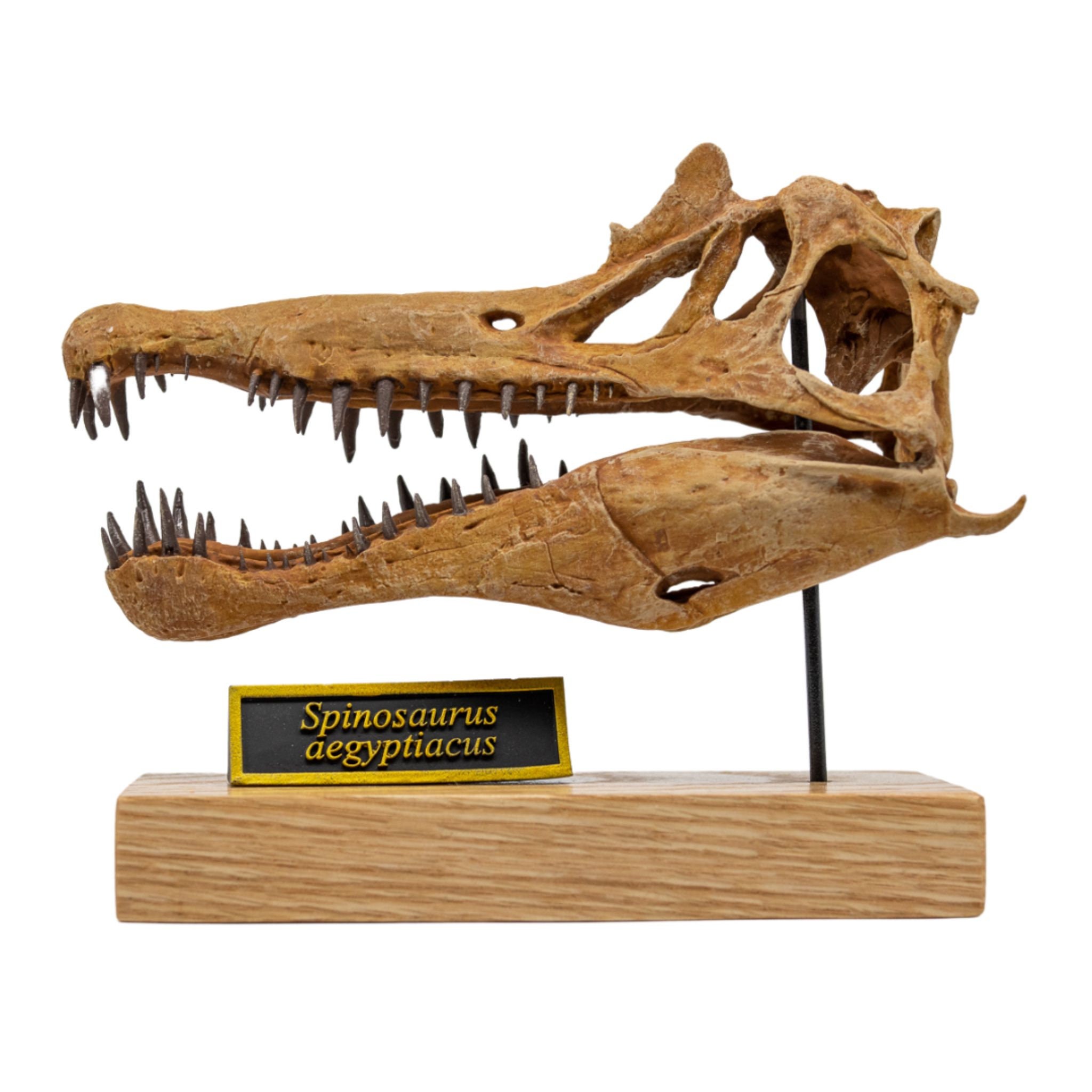 Spinosaurus Scaled Skull With 5 Inch Tooth Cast - Etsy