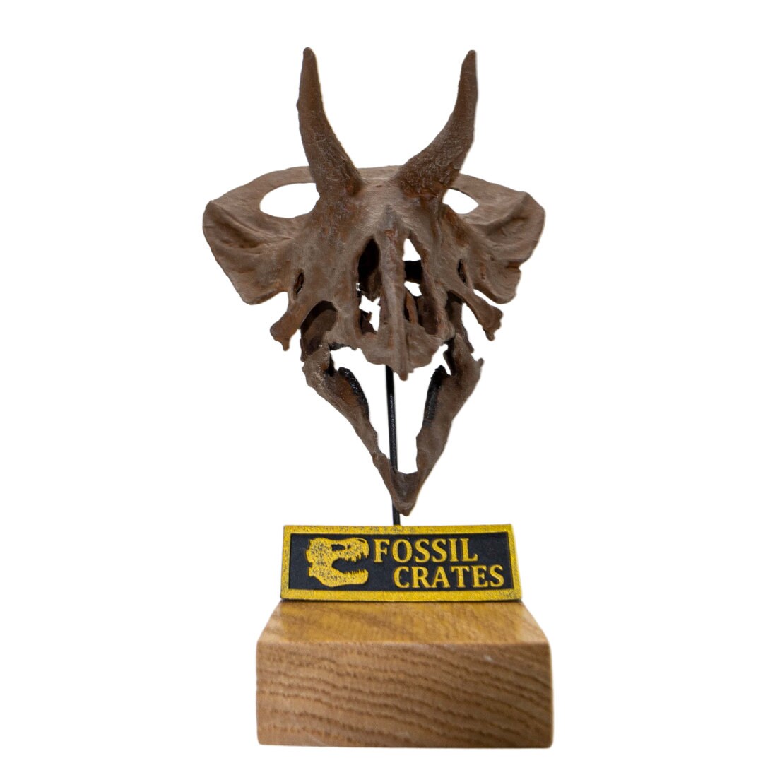 Torosaurus Latus Scaled Skull With Tooth Cast - Etsy