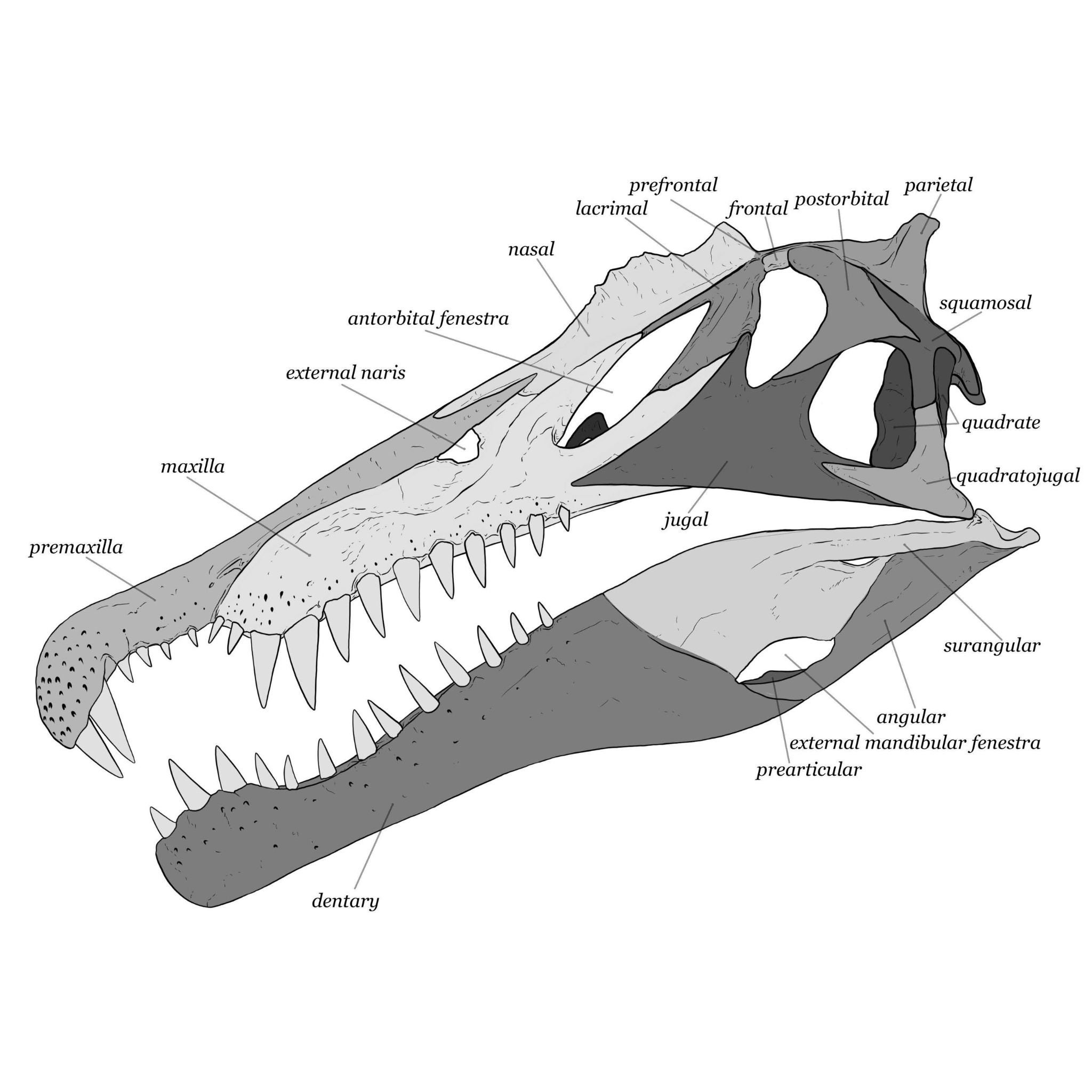 Spinosaurus Scaled Skull With 5 Inch Tooth Cast - Etsy