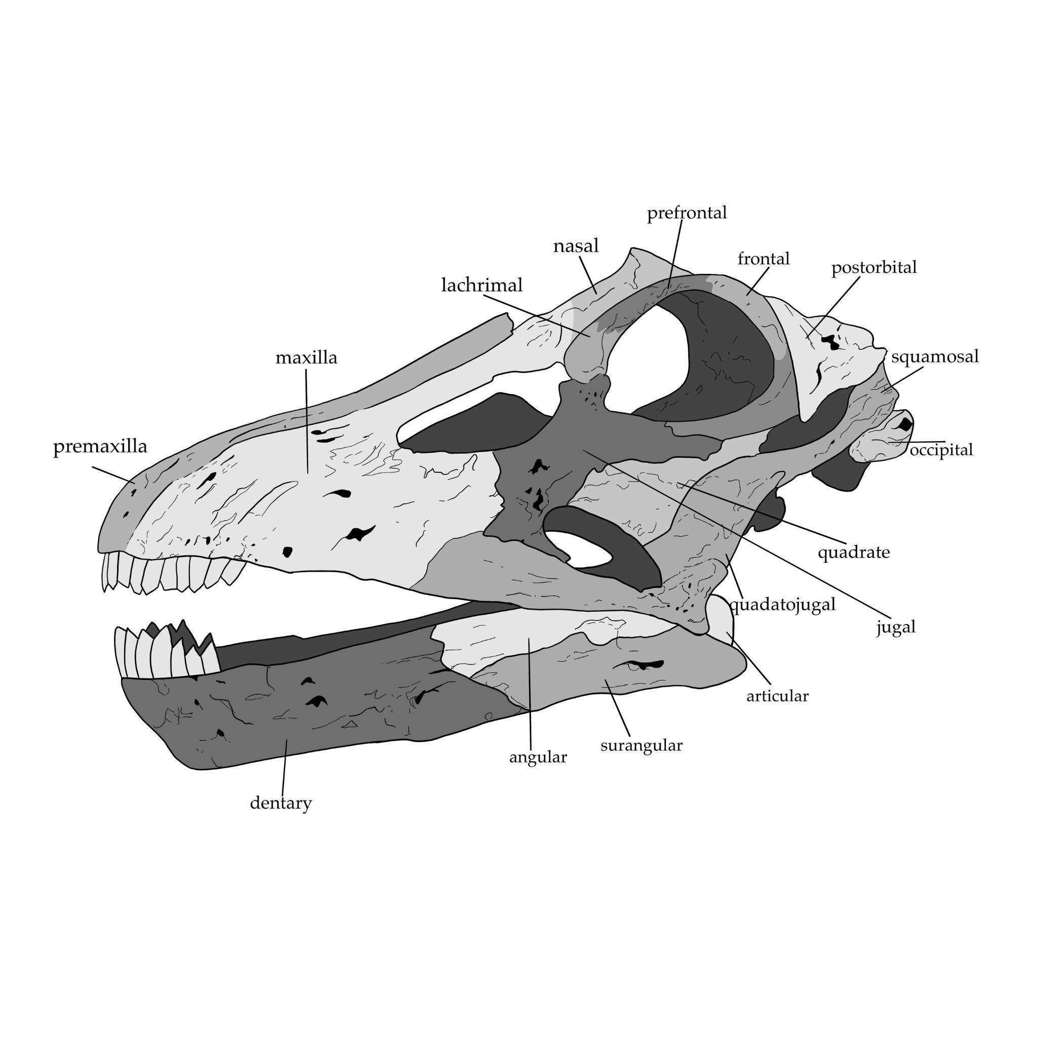 Apatosaurus brontosaurus Excelsus Scaled Skull - Etsy