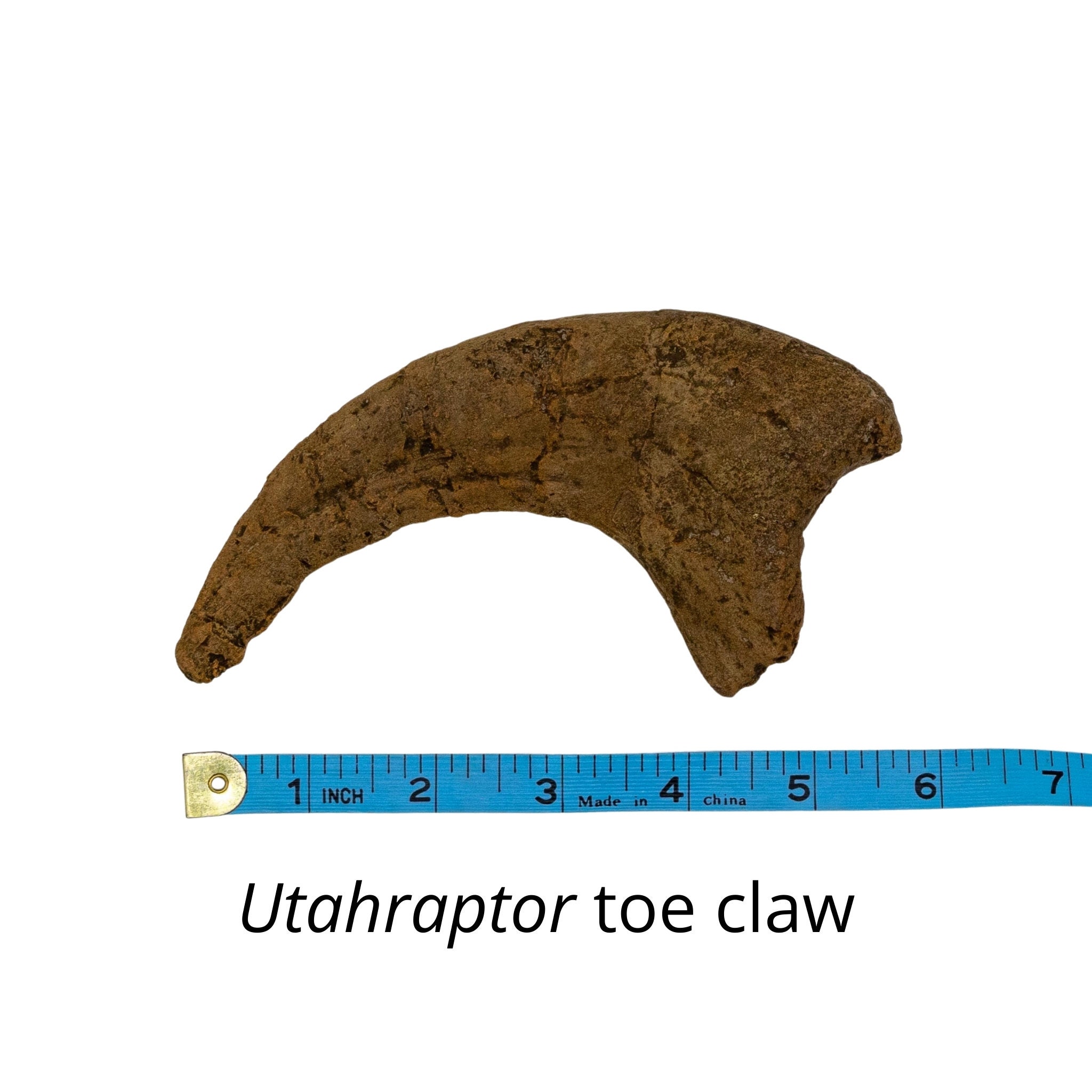 Utahraptor Claw