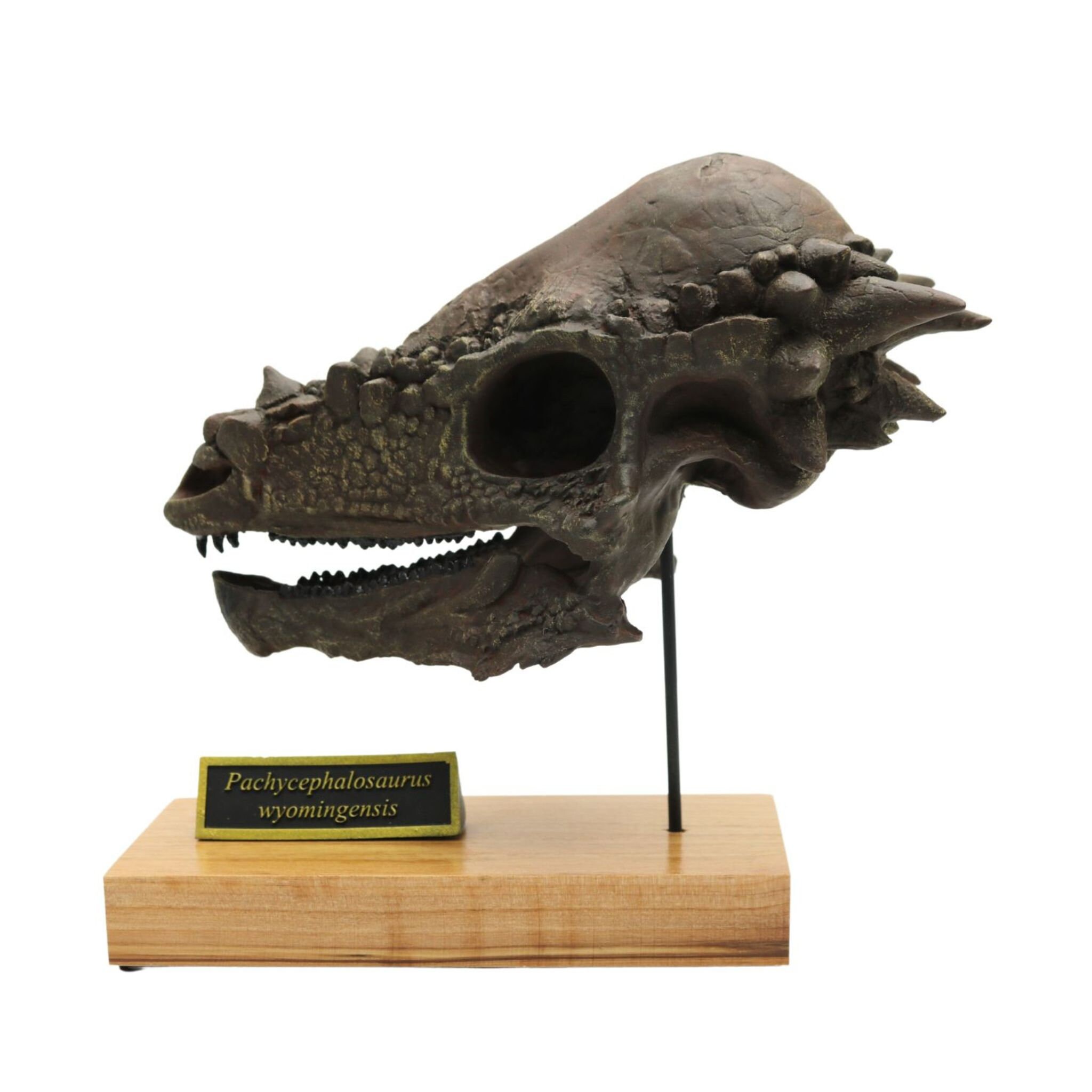 Pachycephalosaurus Skeleton