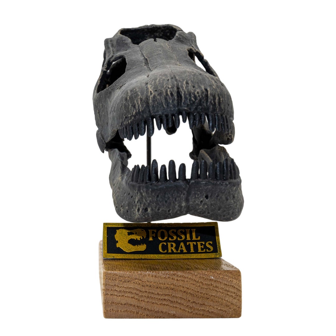 Apatosaurus brontosaurus Excelsus Scaled Skull - Etsy