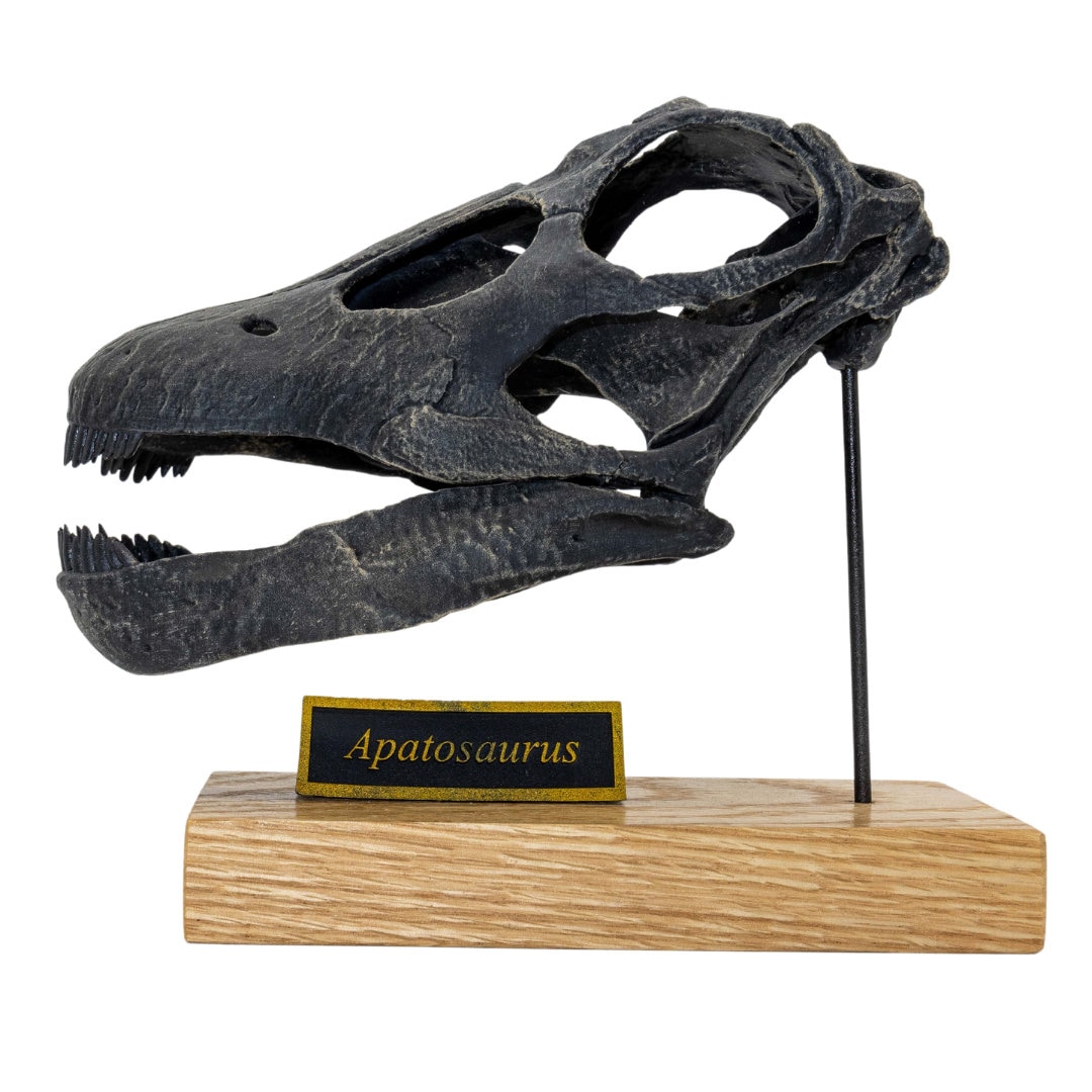 Apatosaurus brontosaurus Excelsus Scaled Skull - Etsy