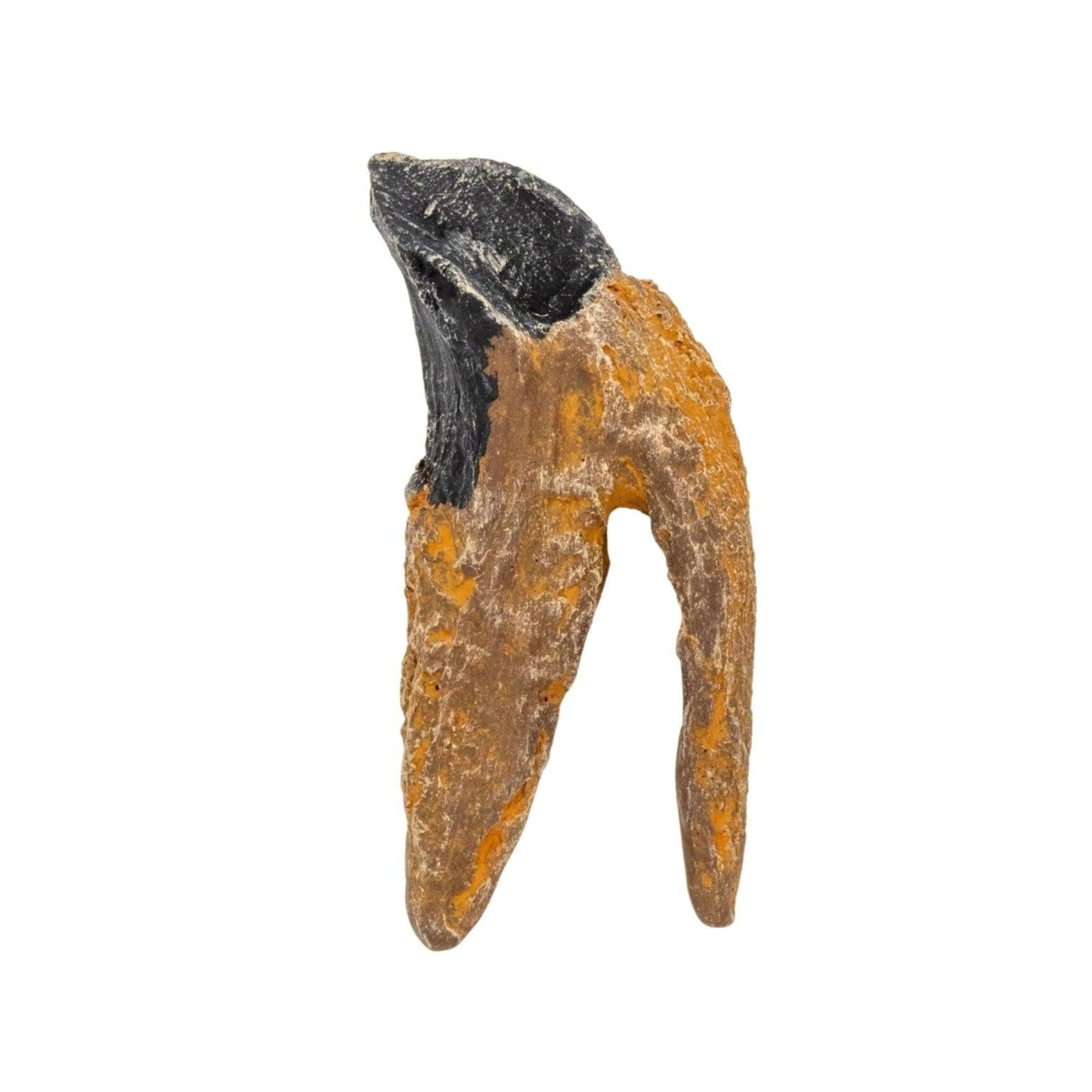 Torosaurus Latus Scaled Skull With Tooth Cast - Etsy