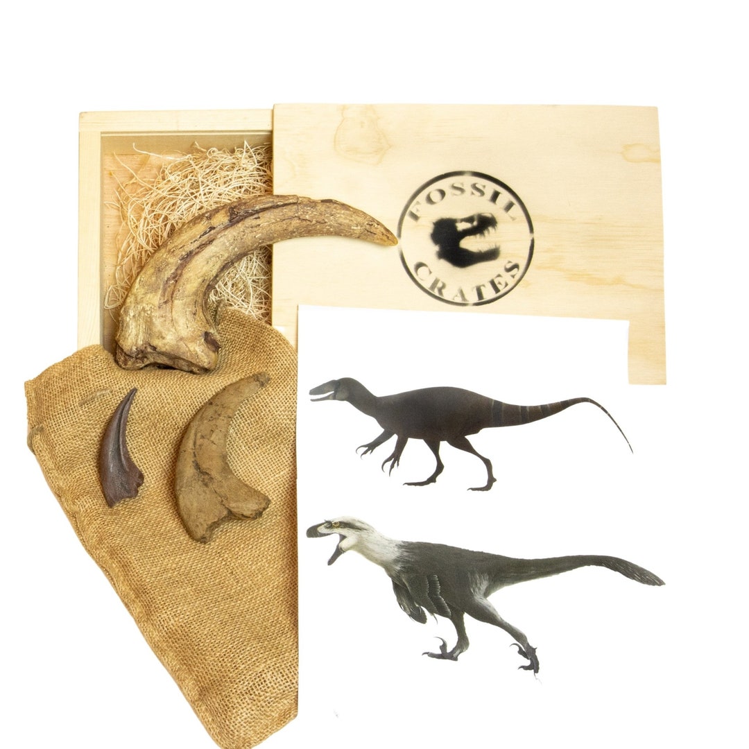 Deadliest Dinosaurs Crate - Etsy Österreich