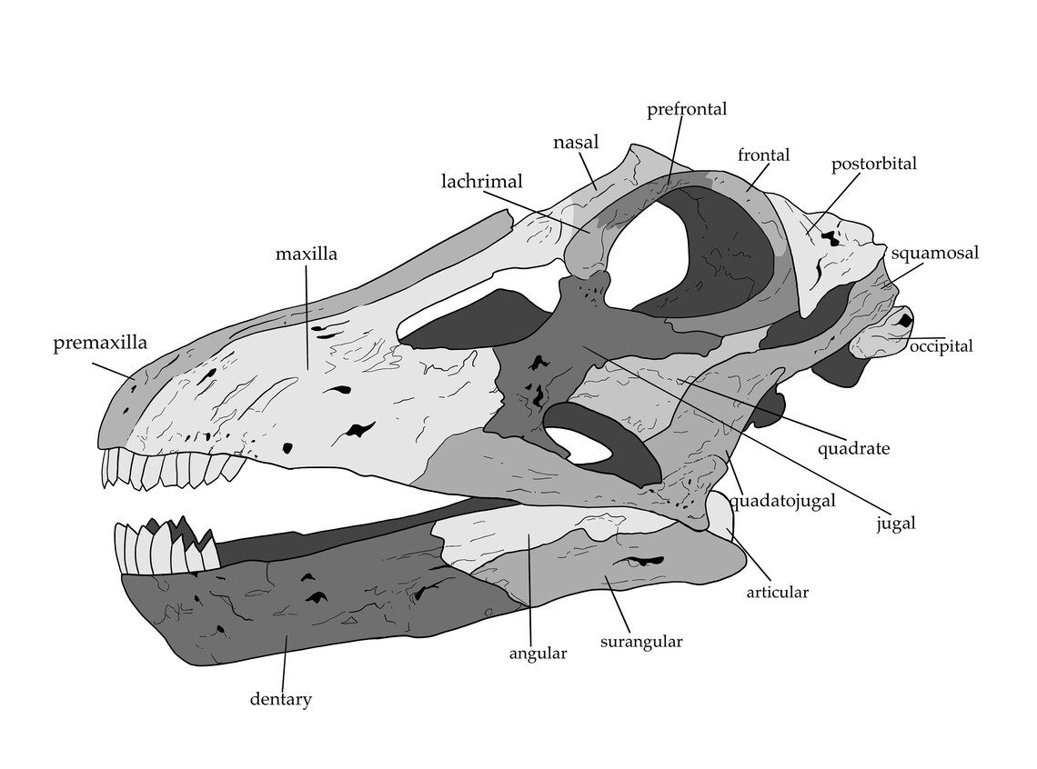 Apatosaurus brontosaurus Excelsus Scaled Skull - Etsy