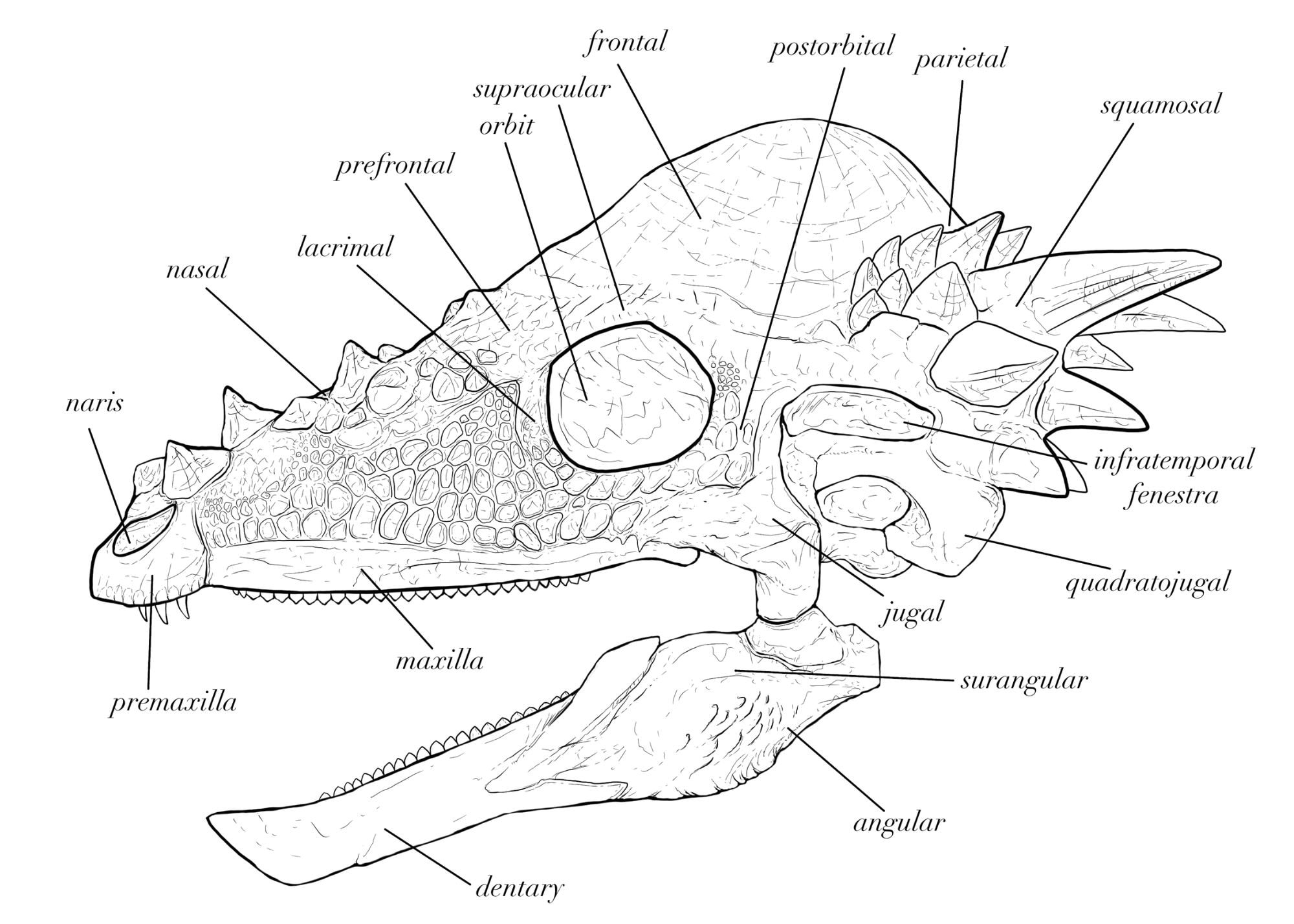 Pachycephalosaurus Scaled Skull With Toe Claw Cast - Etsy