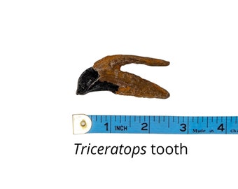 Spinosaurus Scaled Skull With 5 Inch Tooth Cast - Etsy