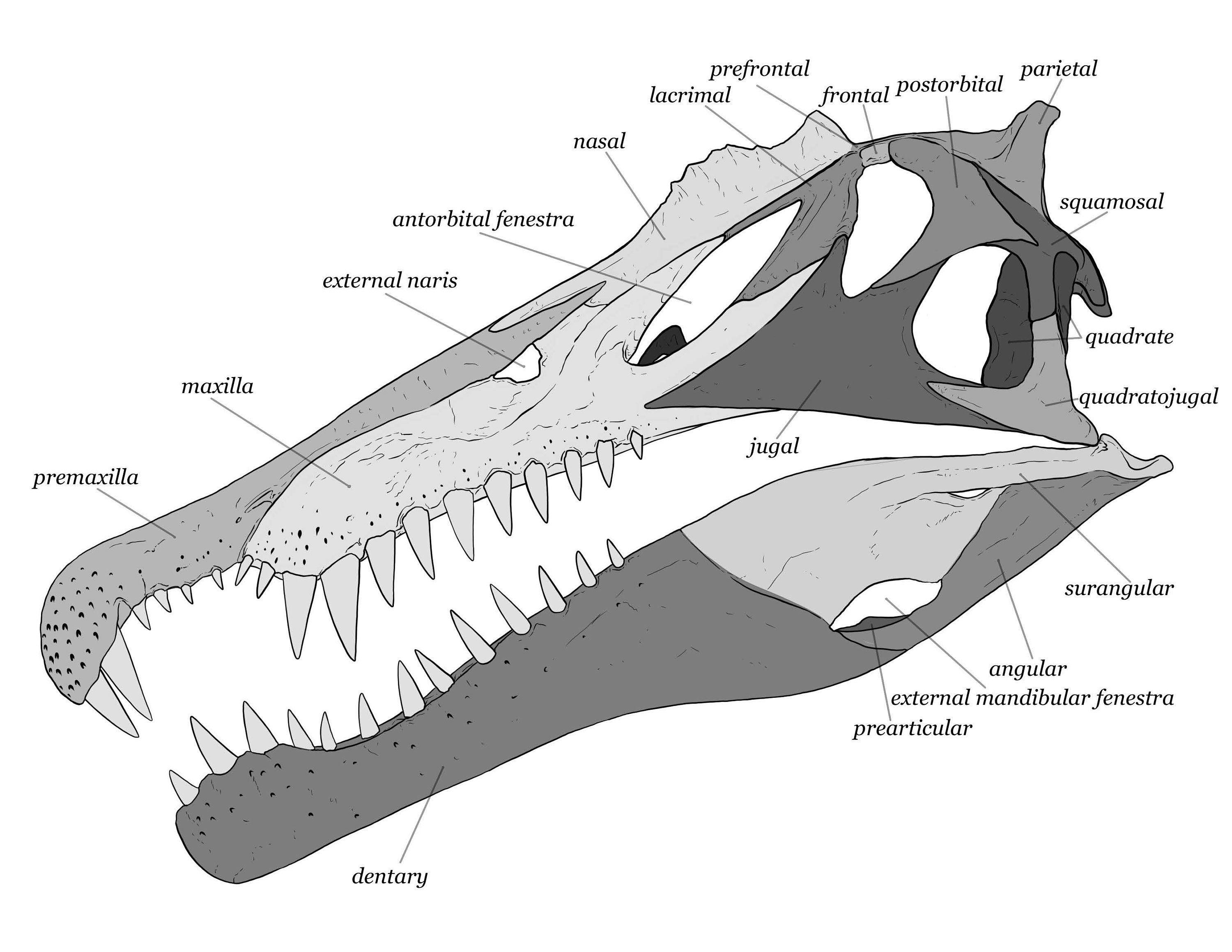 Spinosaurus Scaled Skull Complete Set With Tooth and Claw - Etsy