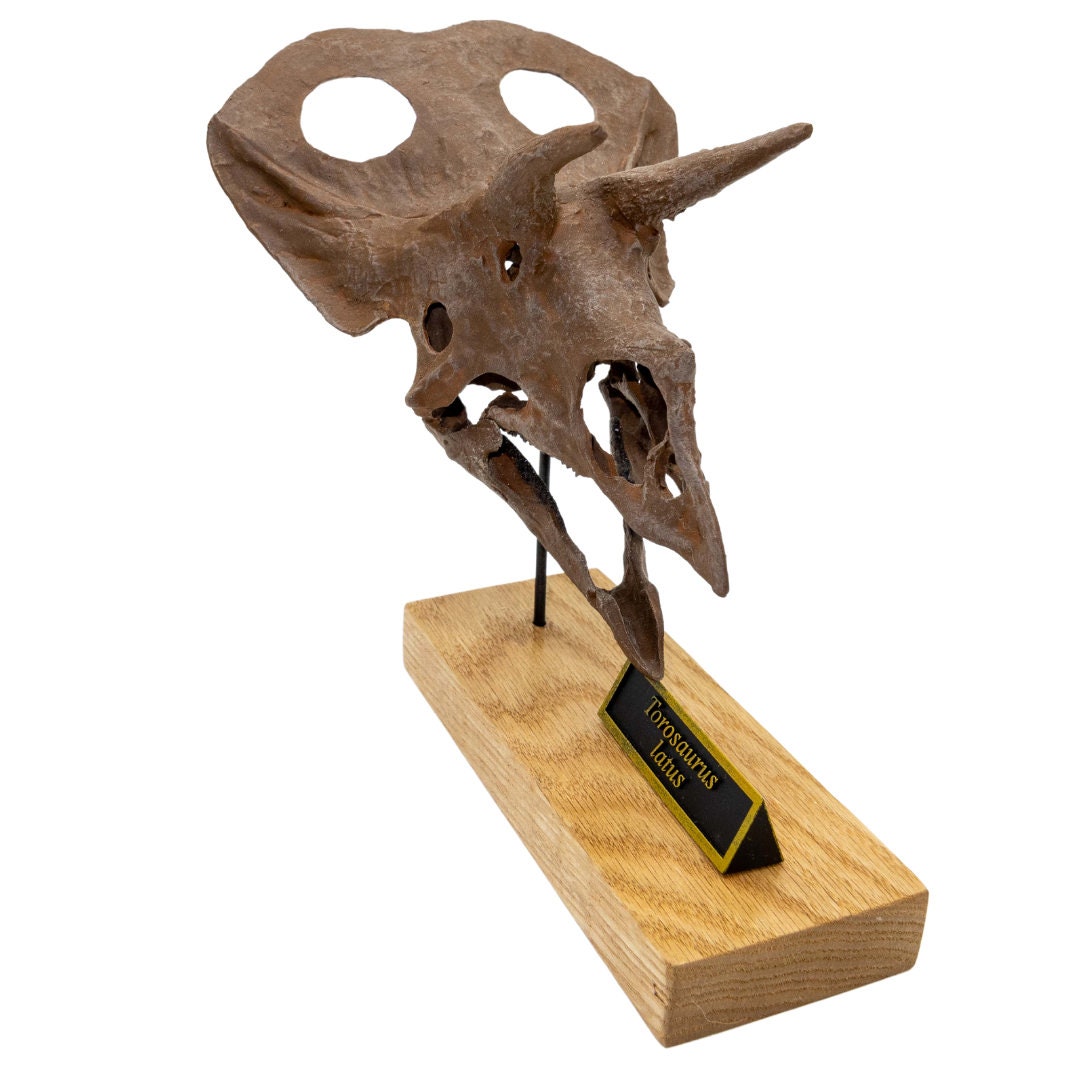 Torosaurus Latus Scaled Skull With Tooth Cast - Etsy