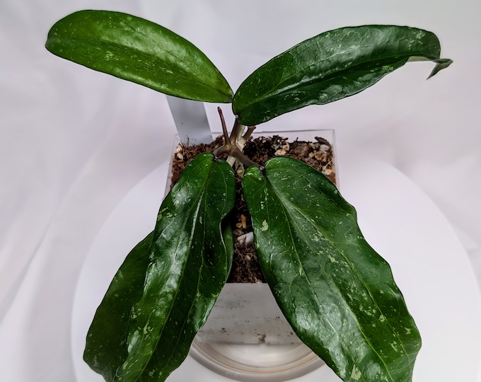 Hoya Rigida; Well-established Plant With New Growth - Etsy