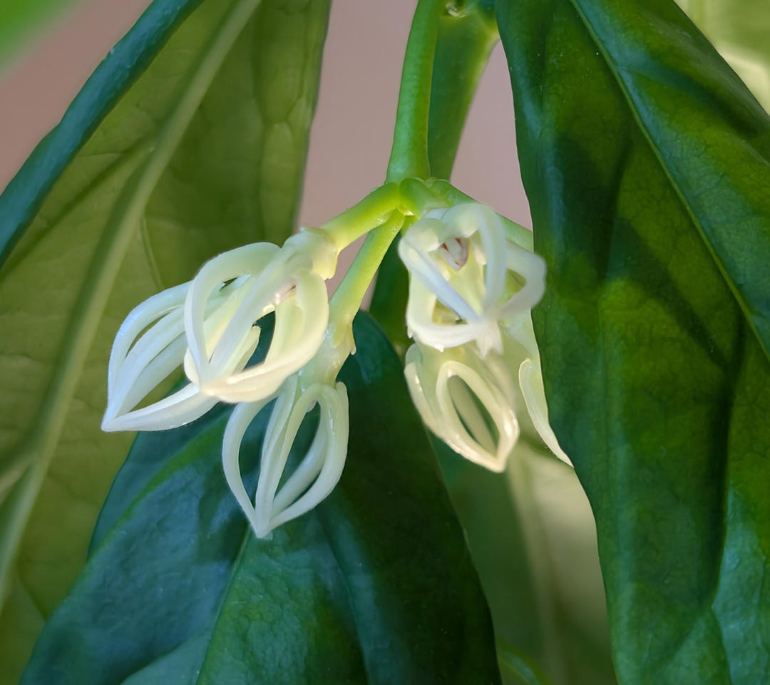 US Seller - Hoya Decipulae Sp. Bengkulu; EXTREMELY Floriferous With ...