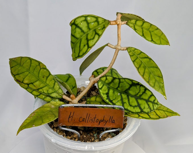Hoya Callistophylla; Vining, Fragrant Flowering Plant in Self-watering ...