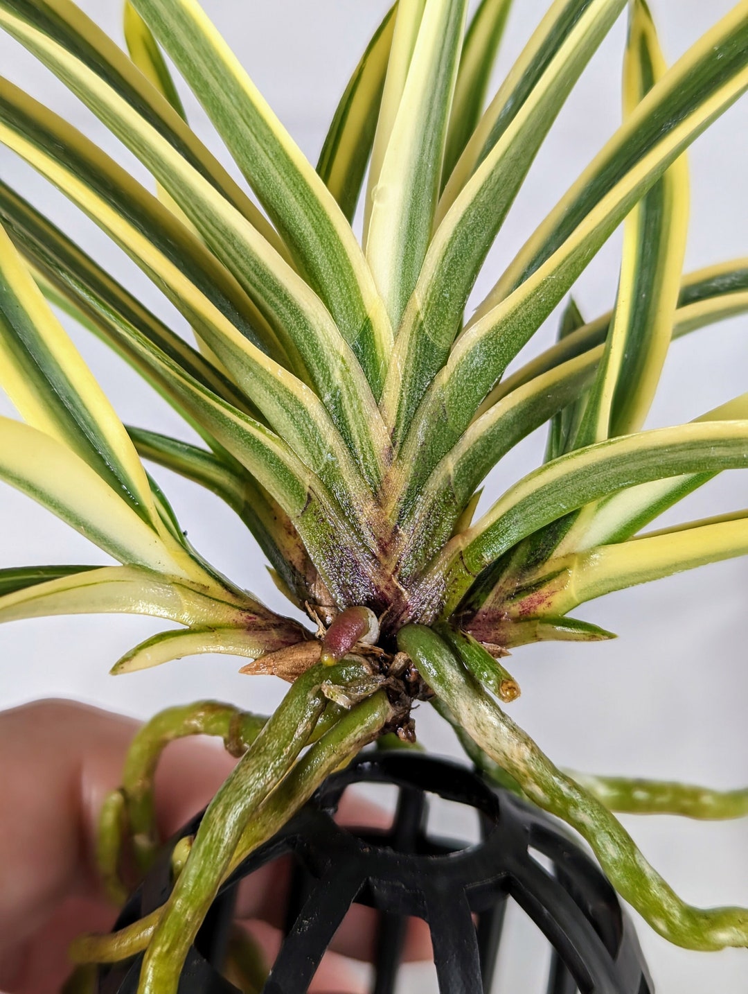Neofinetia Falcata 'gwanak' 관악 冠岳 Extremely Rare and Prized Fragrant Orchid Free Express ...