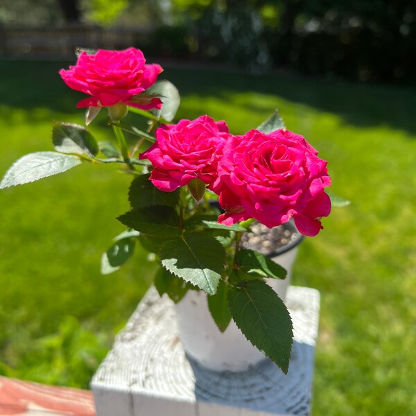 Miniature Rose Plant - Etsy