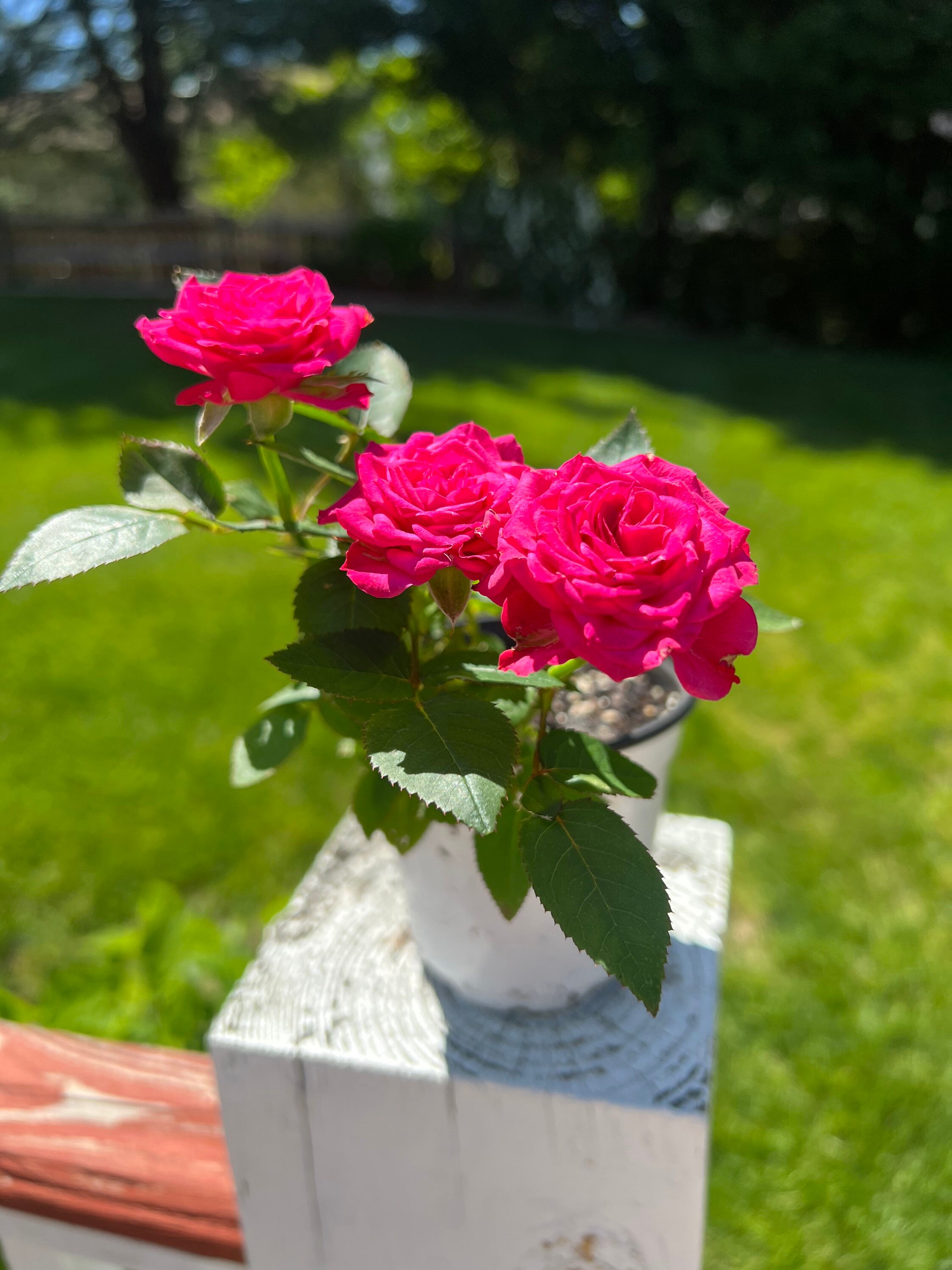 Hot Pink Rose Bush