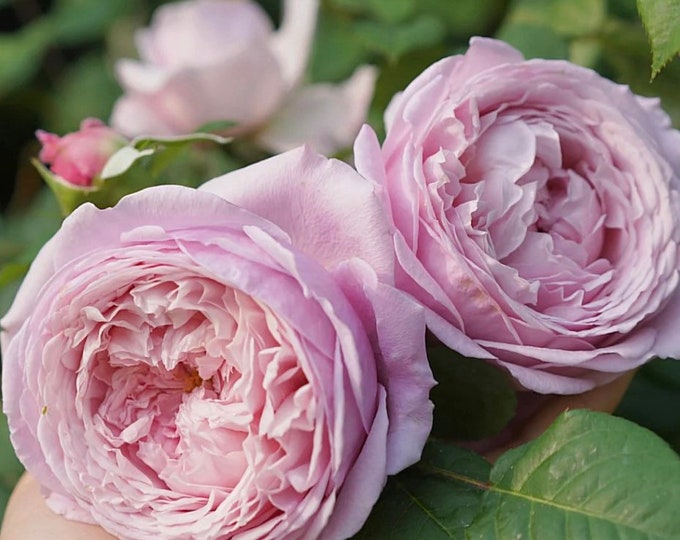 Soft Pink Rose Live Plant Potted, Own Root Rose Starter Plant, Potted ...