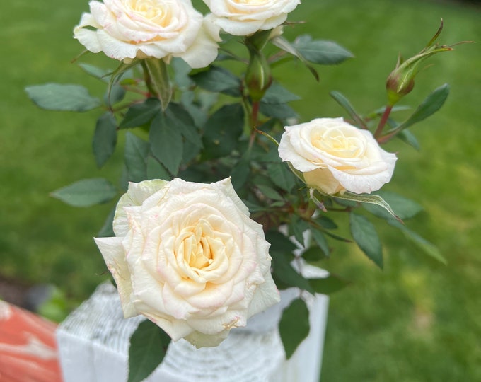 White Miniature Rose Live Plant Potted, White Mini Rose, Own Root Rose ...