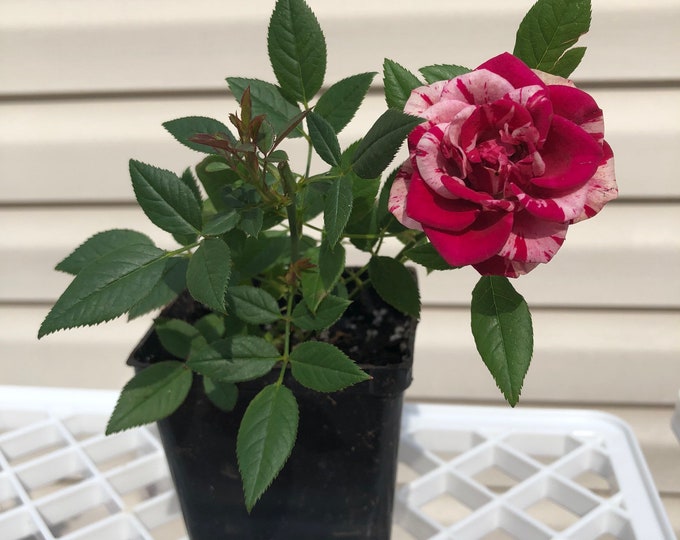 EmilysLittleGarden - Etsy