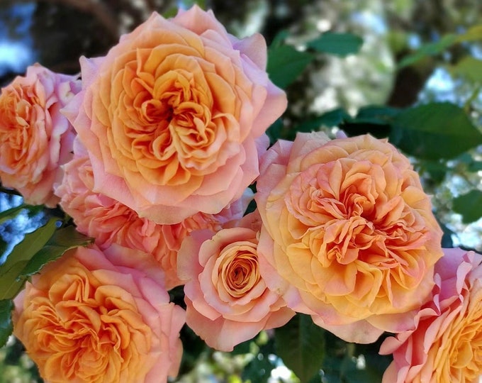 Pre-order Orange Love Rose Live Plant Potted, Own Root Rose Starter ...