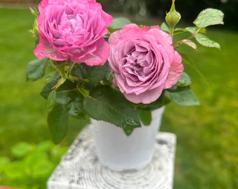 Miniature Rose Plant - Etsy