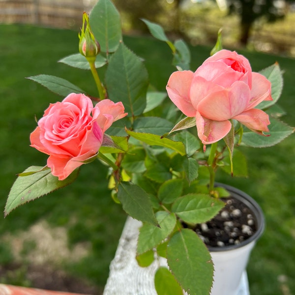 Miniature Rose Plant - Etsy